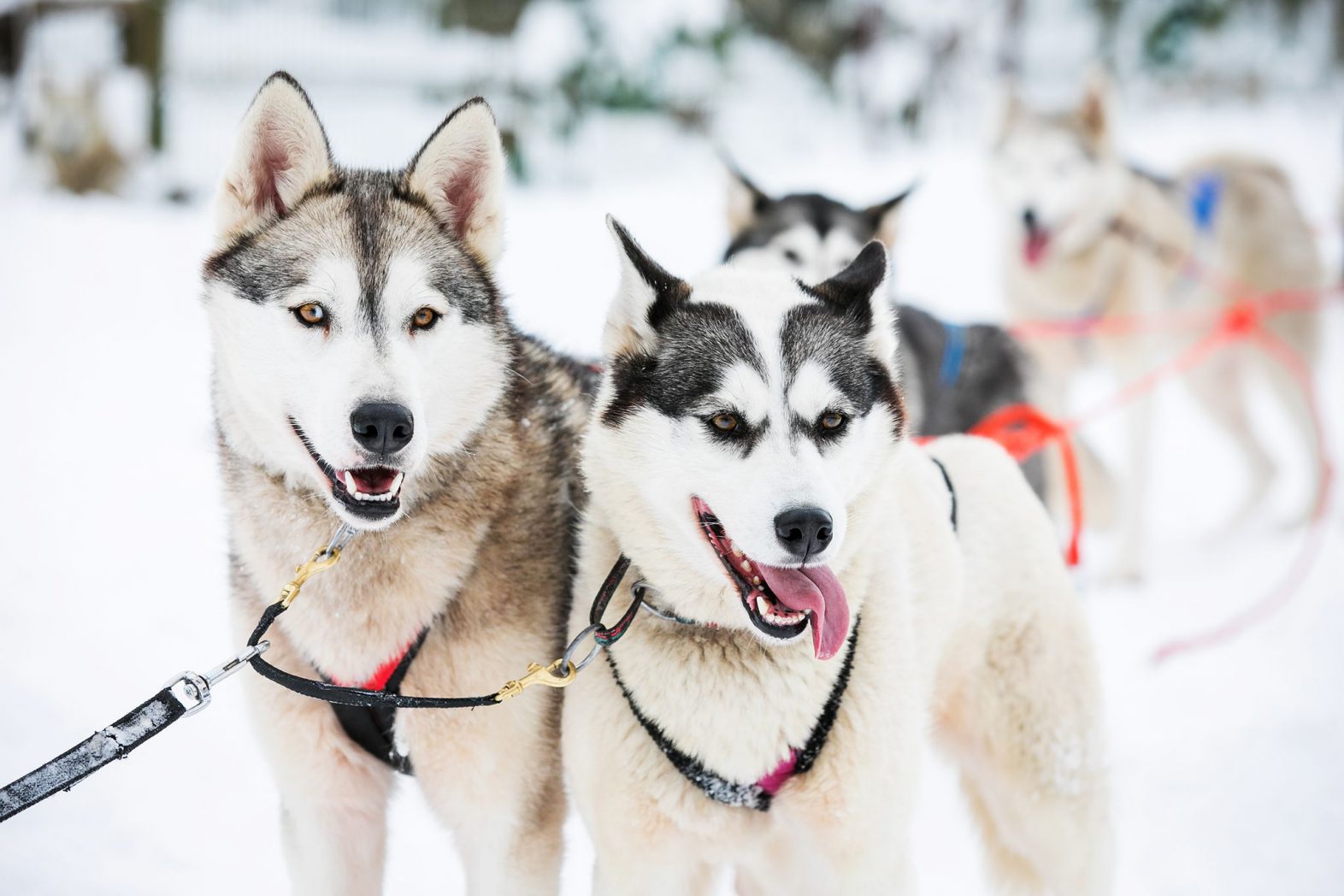 Hellerkantri Pikkerpoiss - Hellerkantri Huskypark